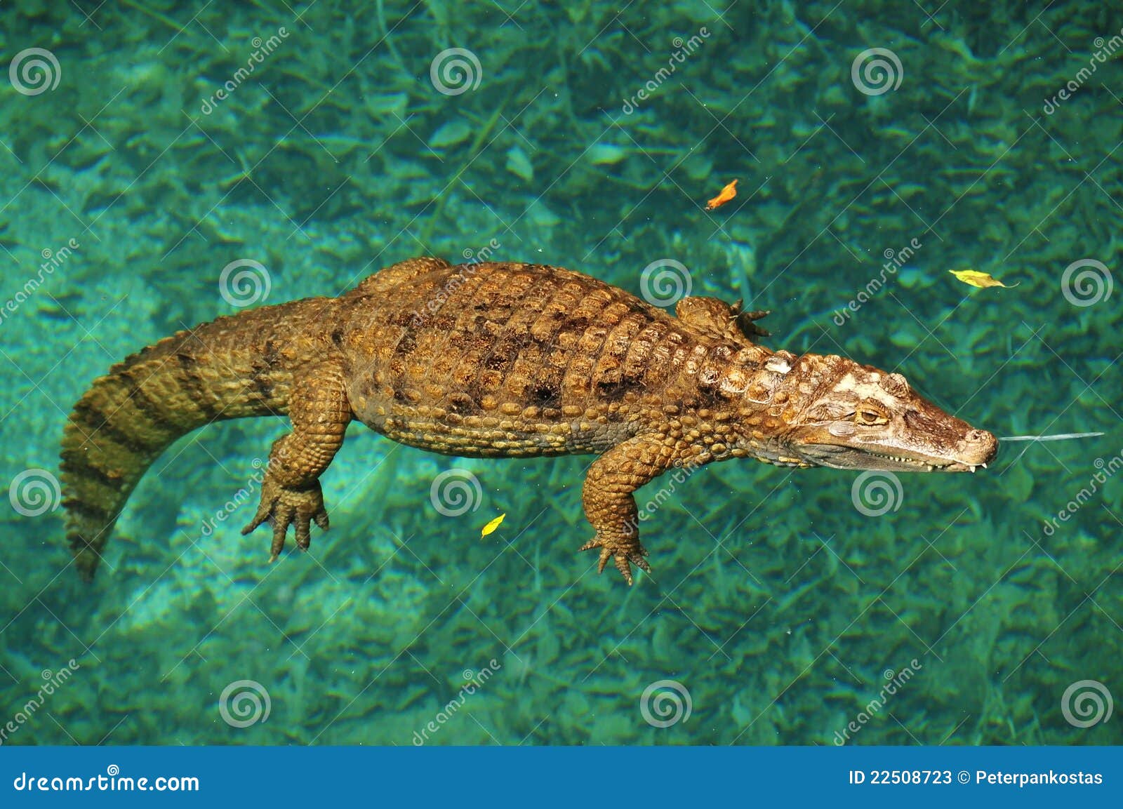 Crocodile resting in water stock image. Image of reptile - 22508723