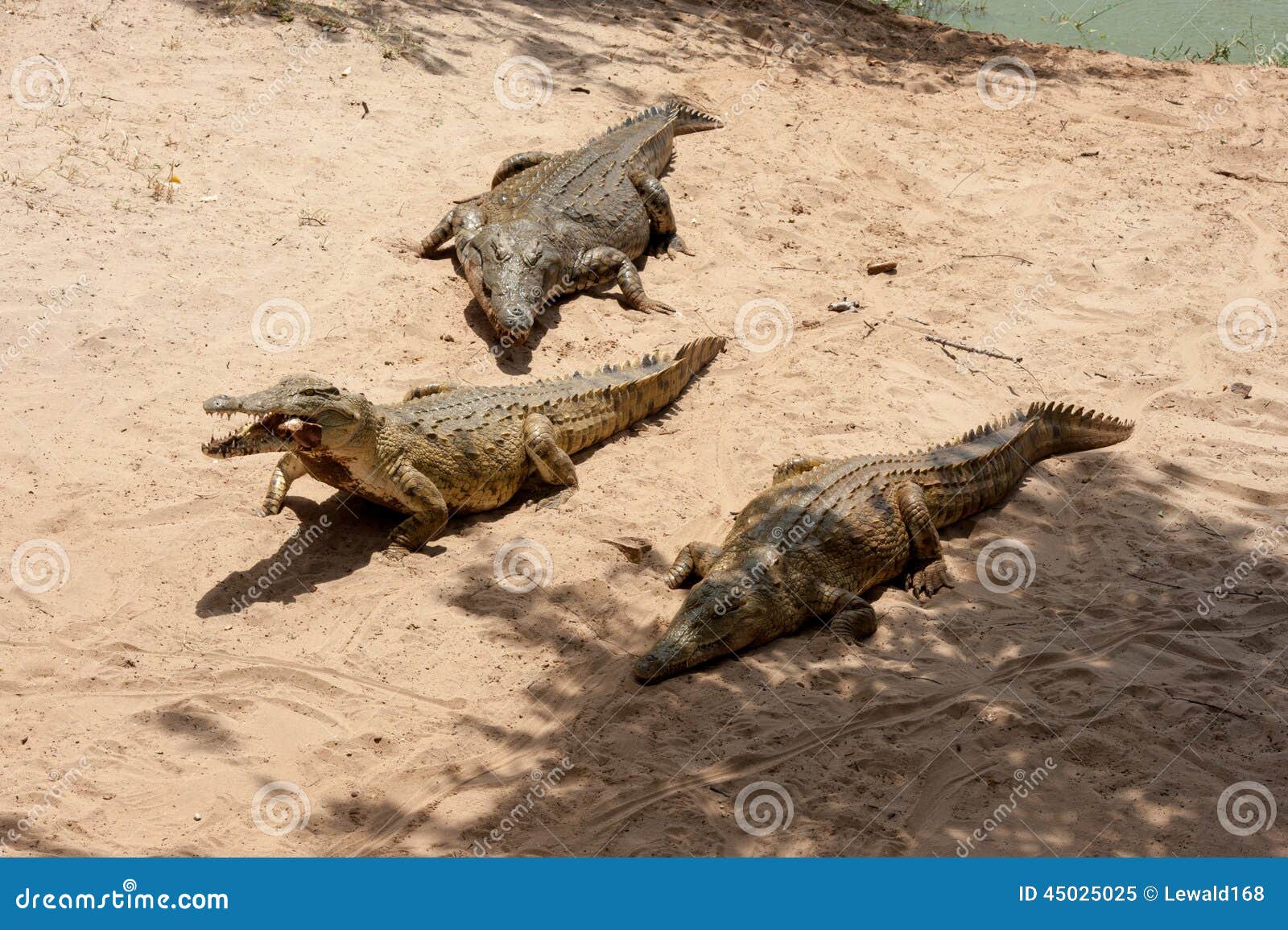 Crocodile stock image. Image of krokodil, river, wildlife - 45025025