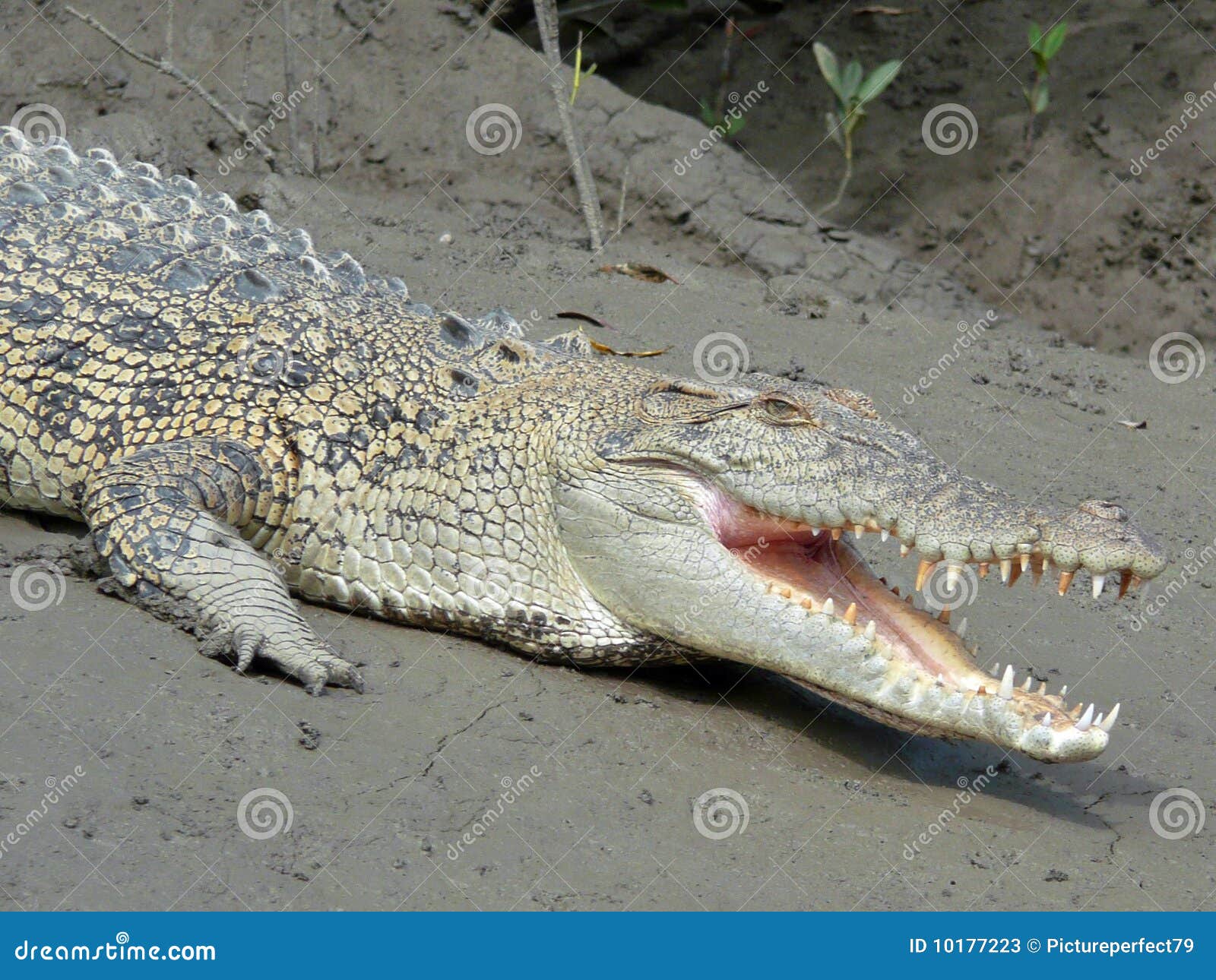 Crocodile on the River Bank Stock Image - Image of scales, river: 10177223