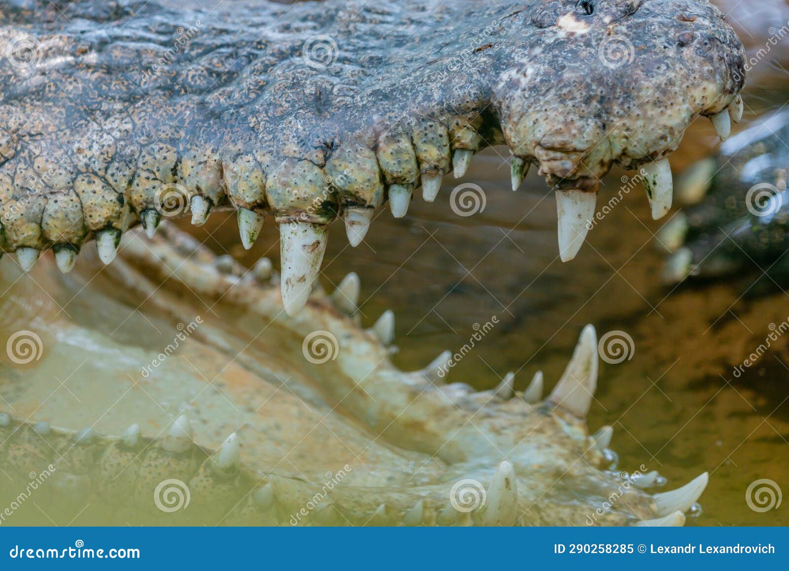 Crocodile S Jaws with Sharp Teeth of a Crocodile in the Pond at the ...