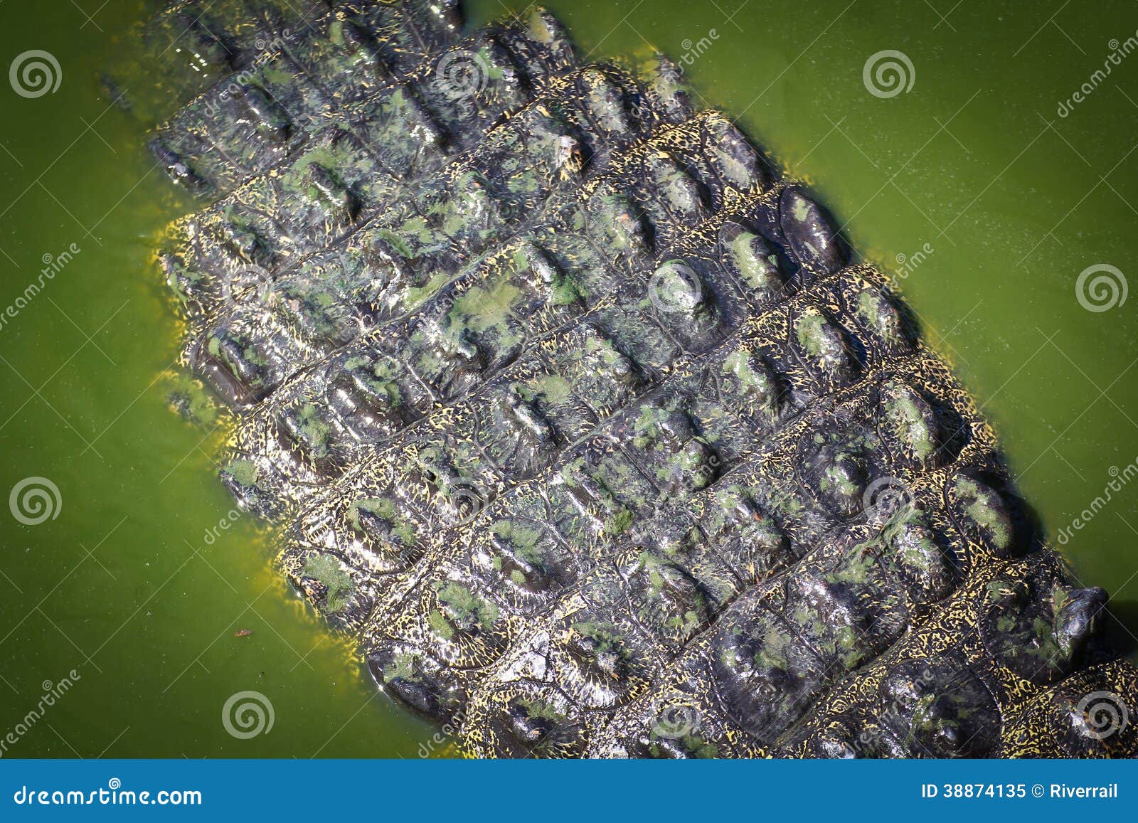 Crocodile s skin stock image. Image of gavialidae, hide - 38874135