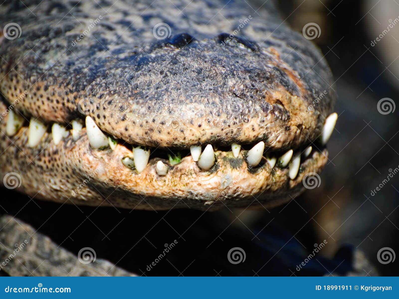 Crocodile s teeth stock image. Image of fang, crocodile - 18991911
