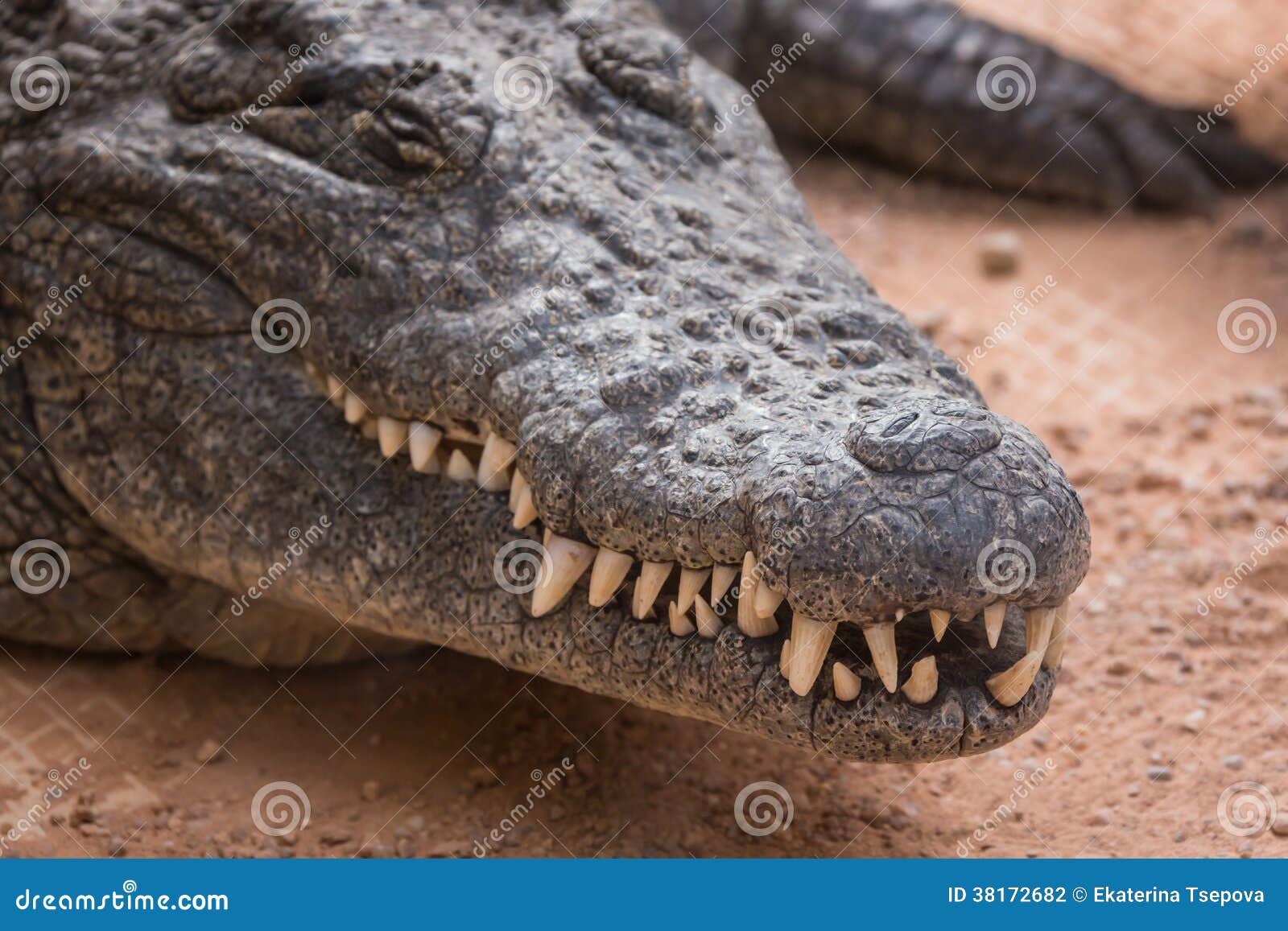 Crocodile on sand stock photo. Image of close, wildlife - 38172682