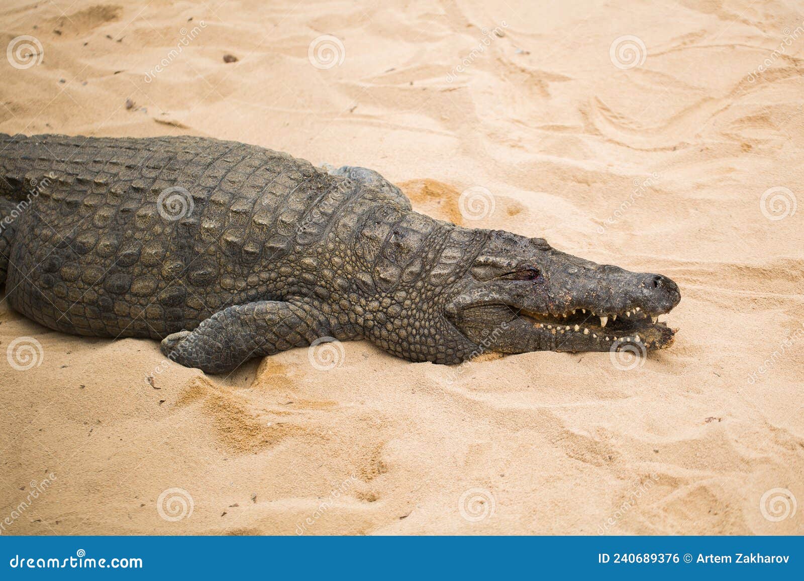 Crocodile on the Sand in the Zoo. Stock Photo - Image of nature ...