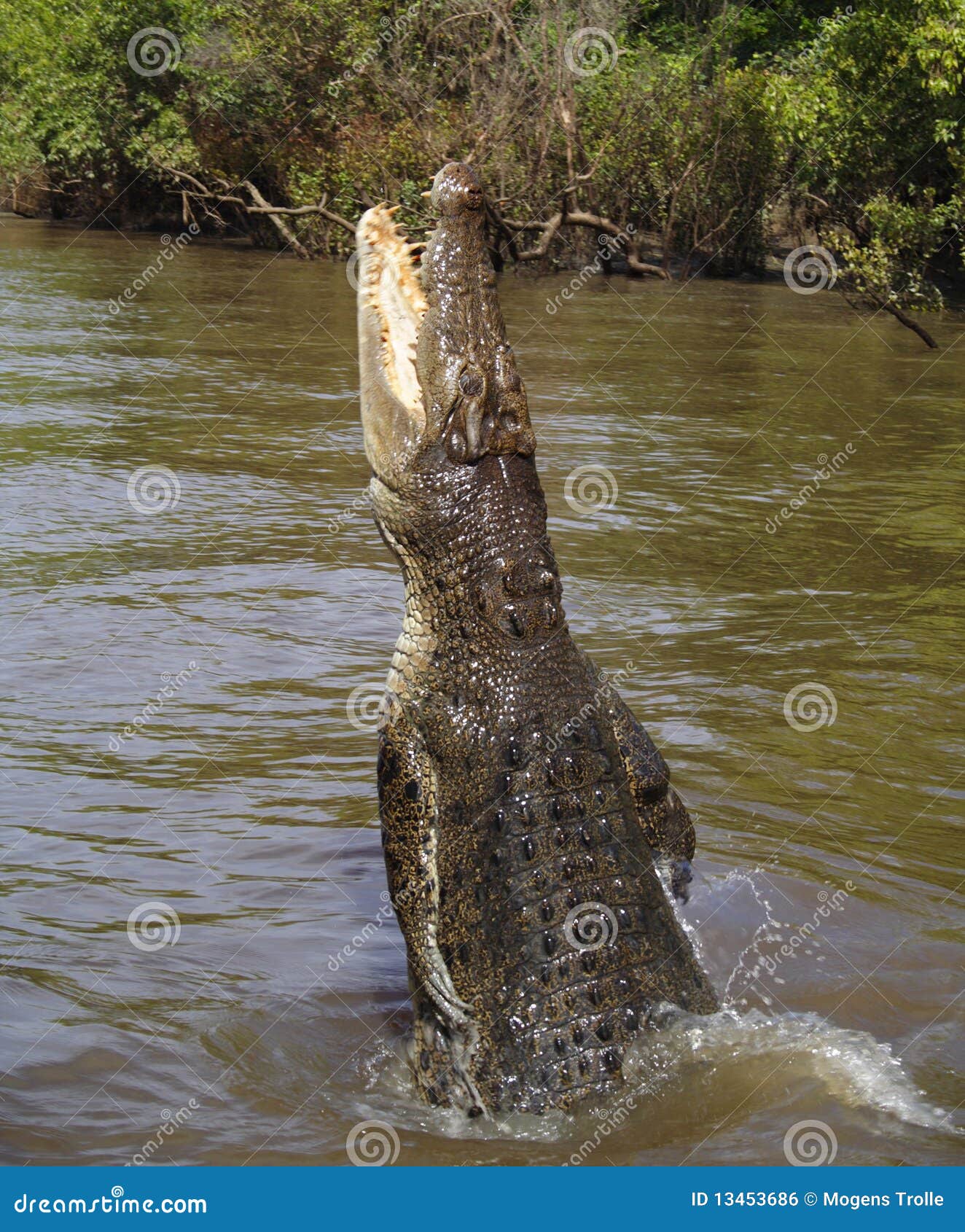 Crocodile Sauvage D'eau De Mer Branchant, Australie Photo stock - Image ...