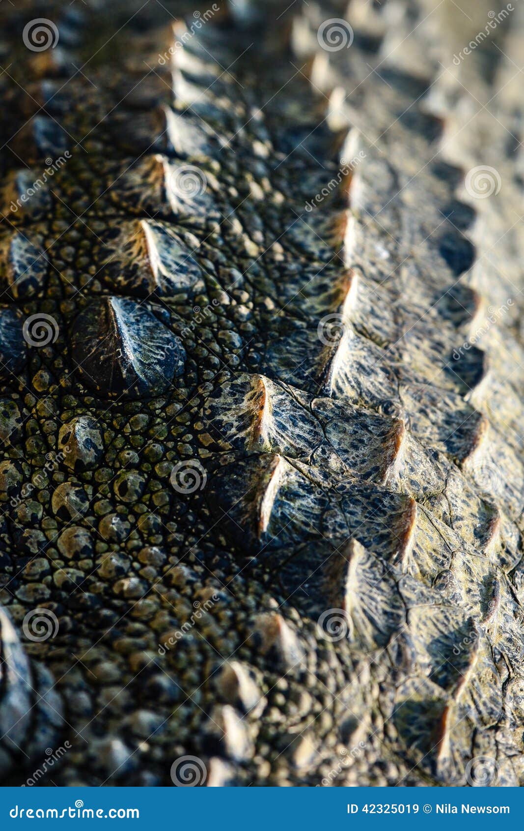 Crocodile scales texture stock image. Image of beast - 42325019