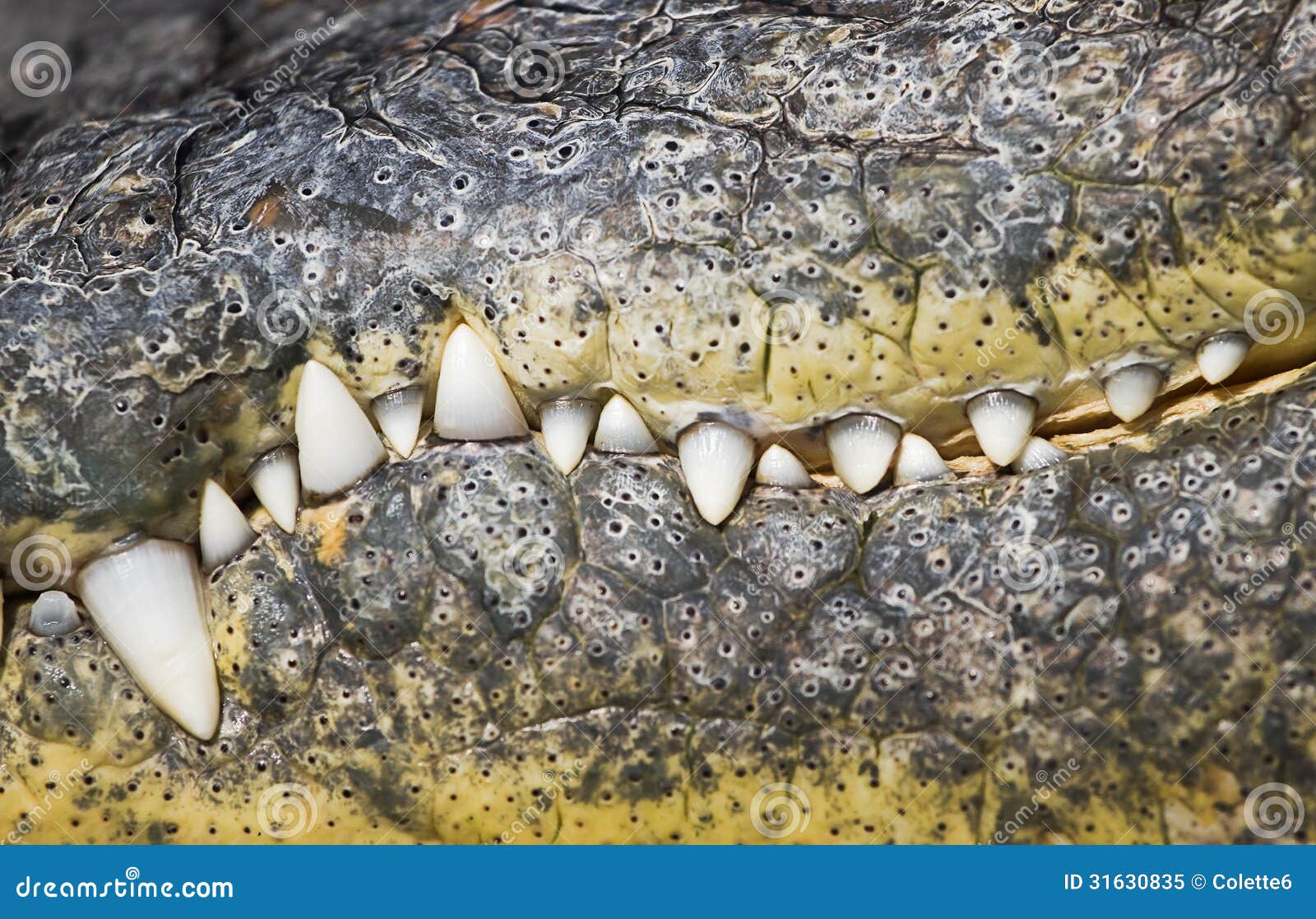 Crocodile Scary Row of Teeth Stock Image - Image of silent, beak: 31630835