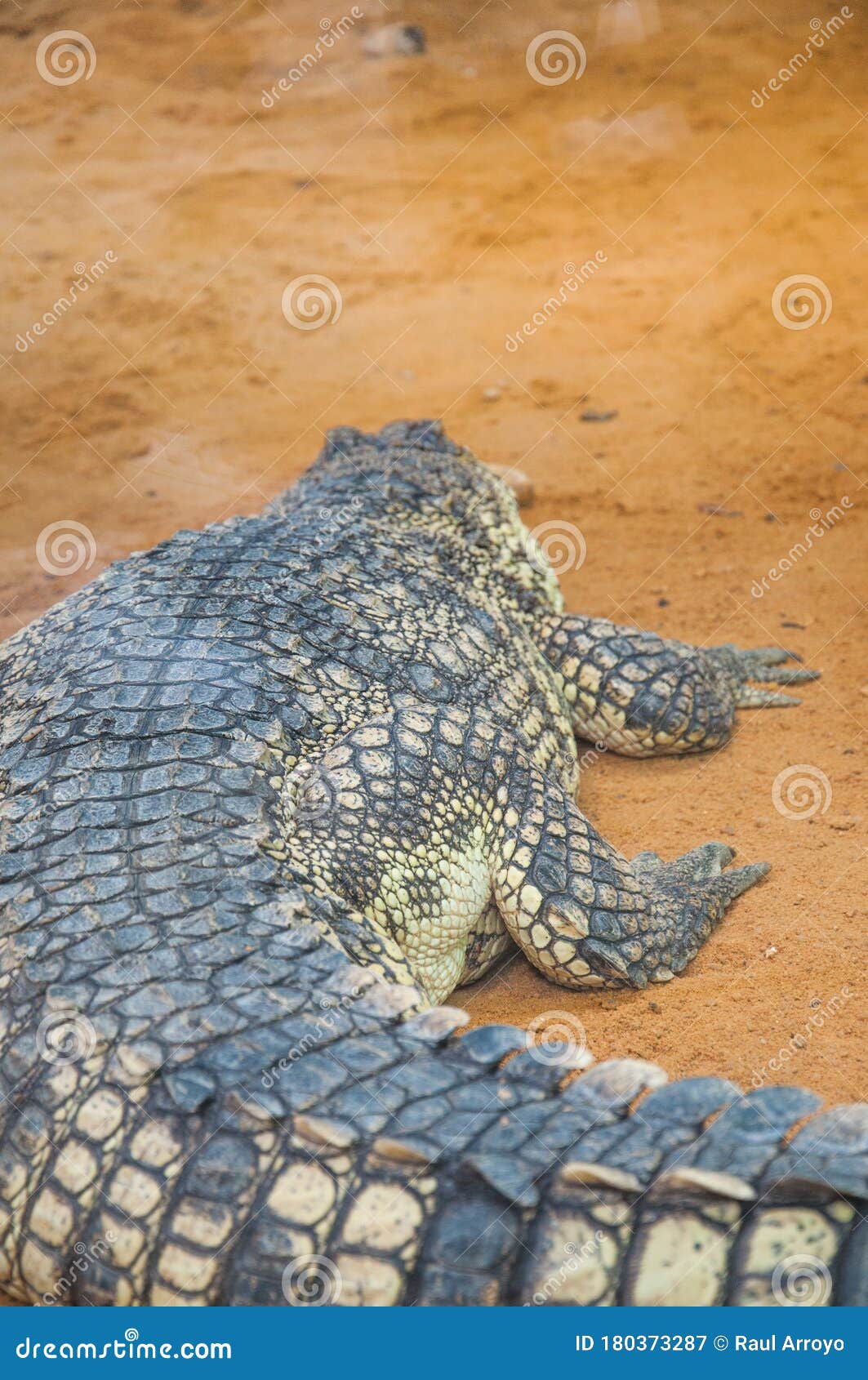 Crocodile Scales Texture Royalty-Free Stock Photography | CartoonDealer ...