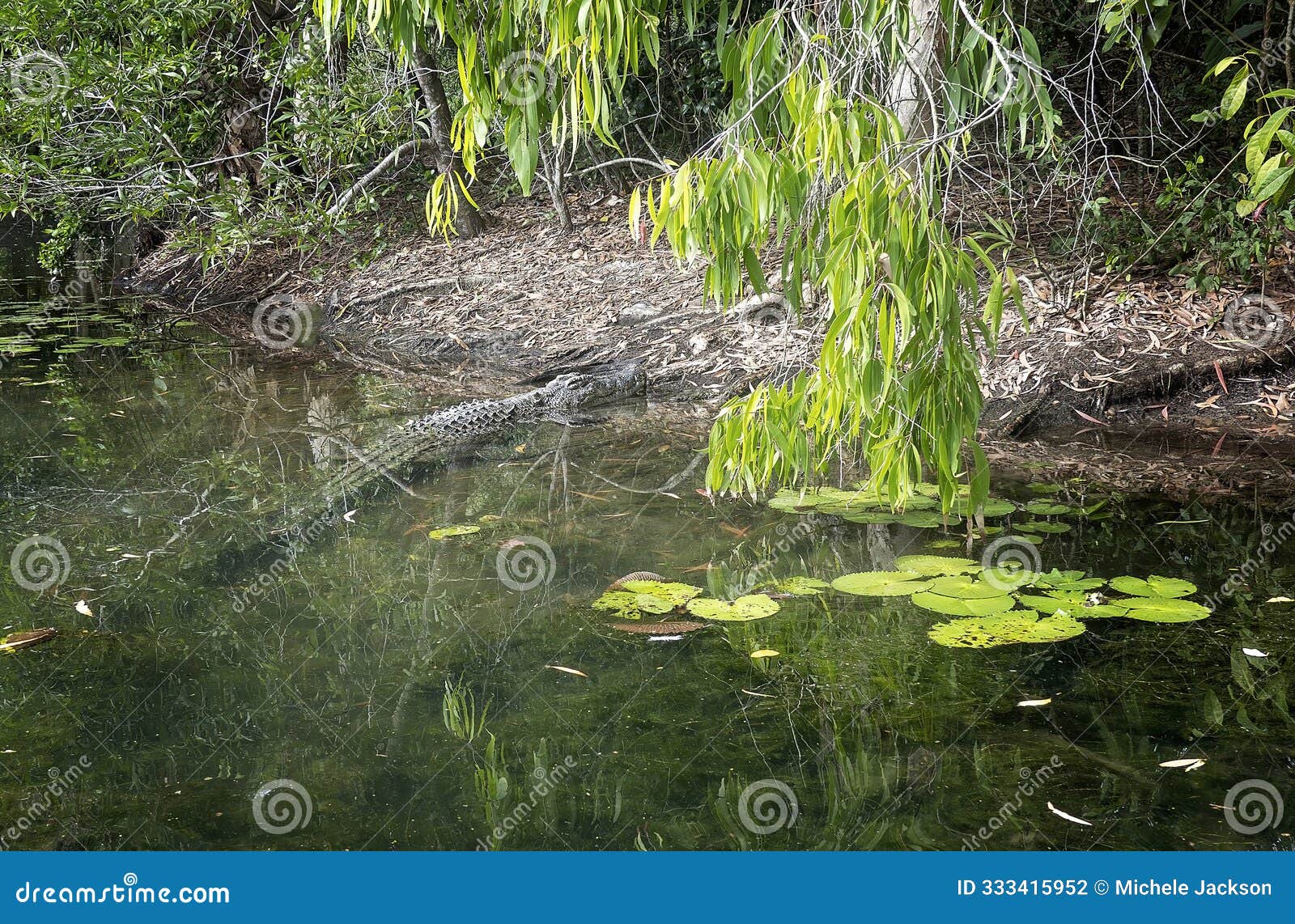 A Crocodile in the Shallow Water of a Swamp Stock Photo - Image of ...