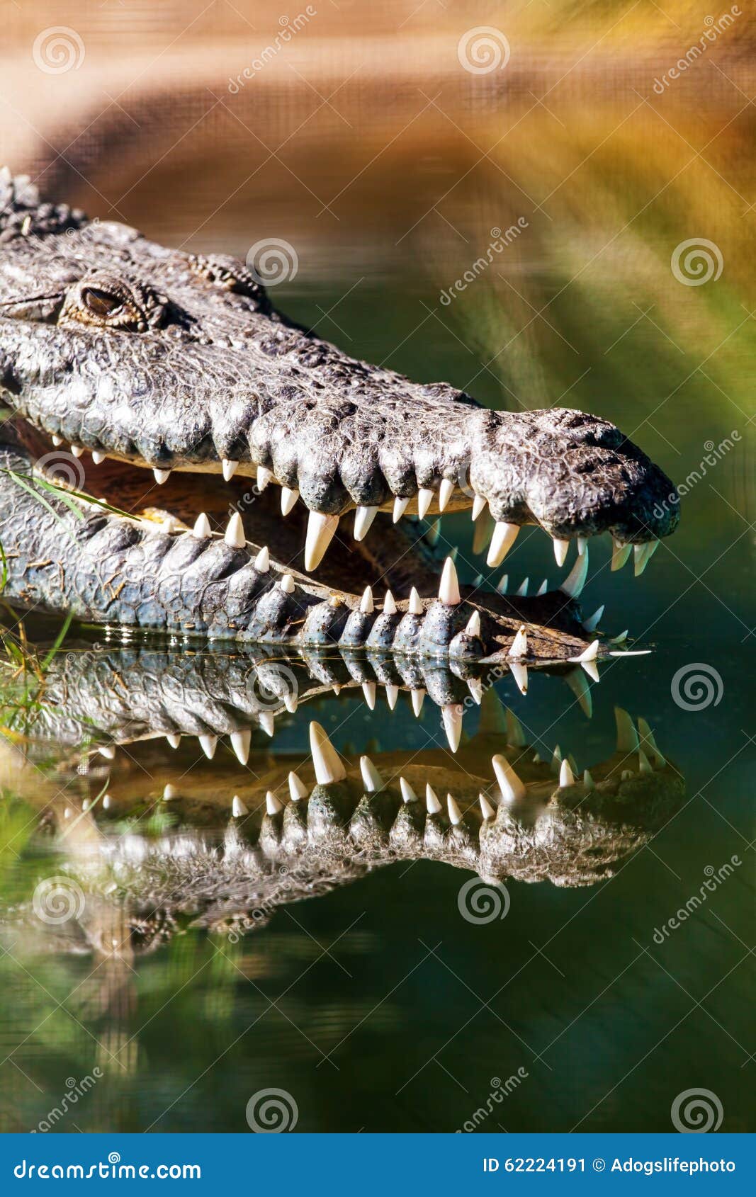 Crocodile with Sharp Teeth stock image. Image of danger - 62224191