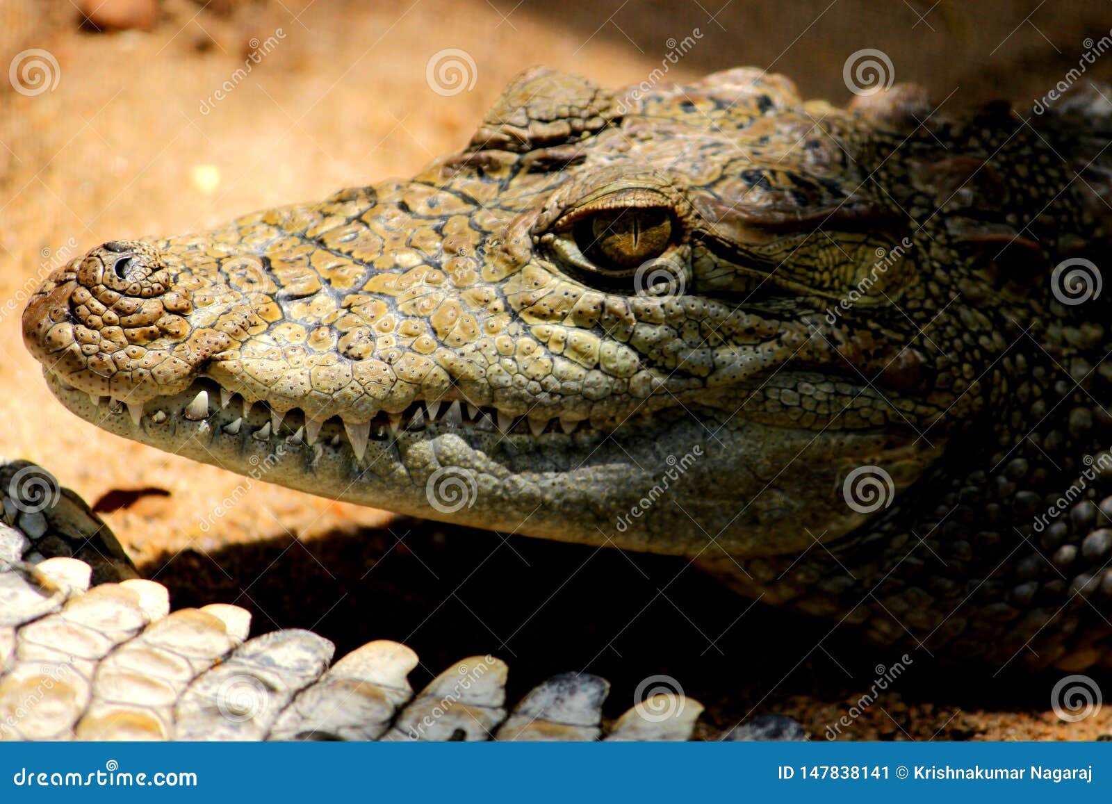 Crocodile Sharp Teeth. Two Crocodiles In An Aviary Stock Photo ...