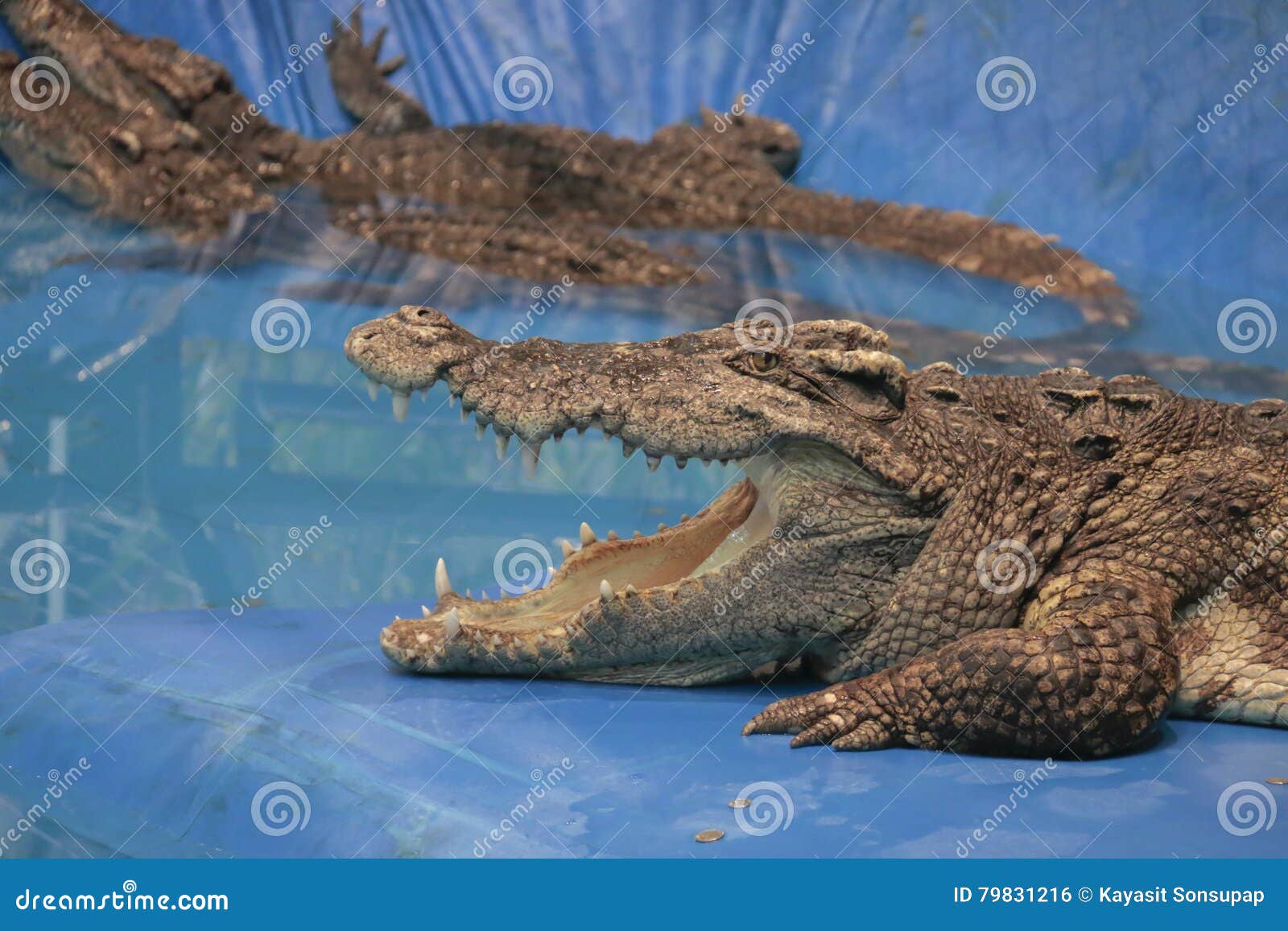 The crocodile show stock photo. Image of hunter, mouth - 79831216