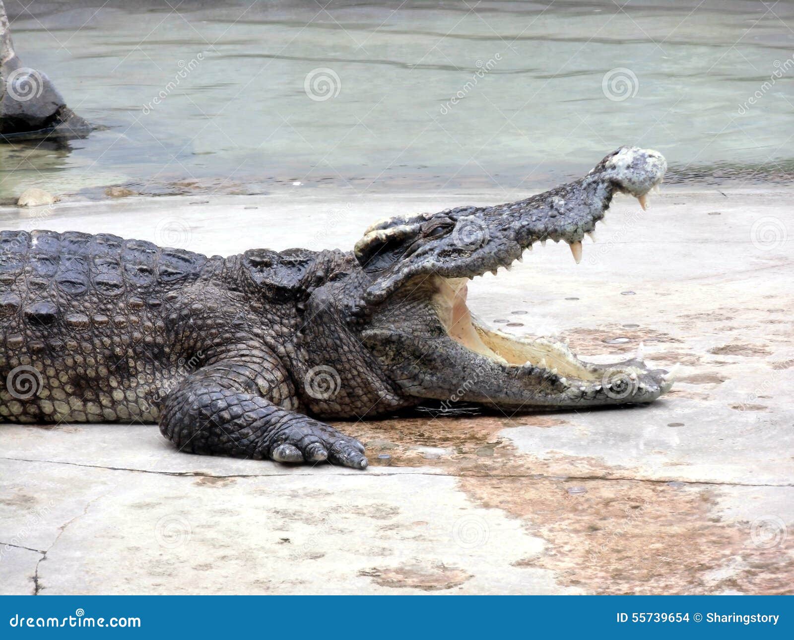 Crocodile Side View stock photo. Image of crocodile, teeth - 55739654
