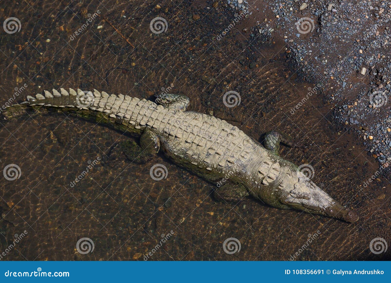 Crocodile stock image. Image of freshwater, lizard, camouflage - 108356691