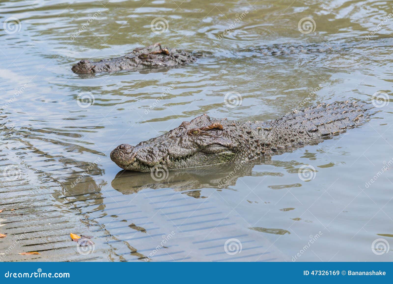 A Crocodile Sitting On The Rocks Stock Photo | CartoonDealer.com #178973658