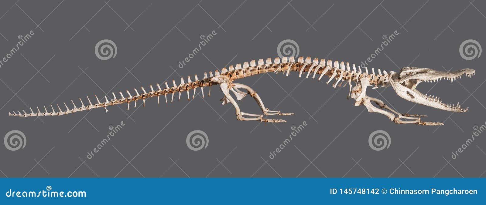 Crocodile Skeleton Isolated Stock Photo - Image of creature, alligator ...