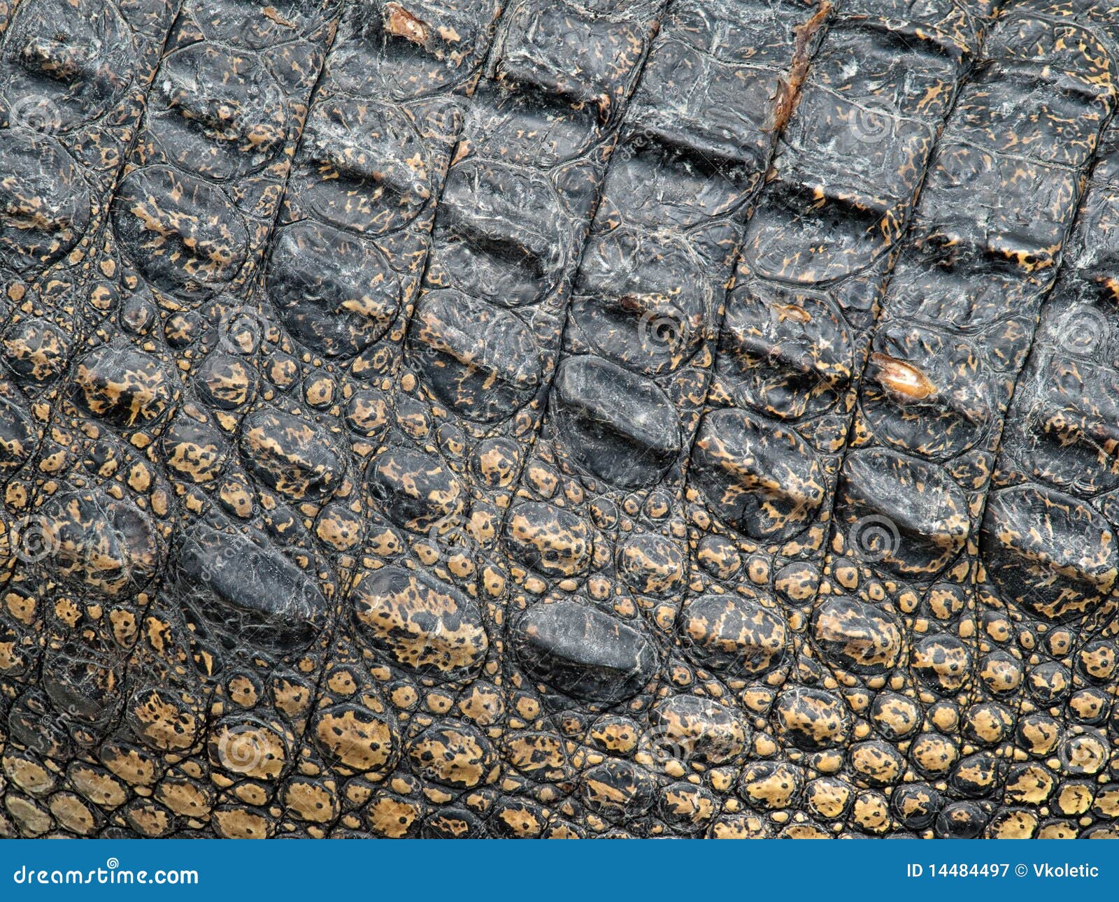 Crocodile Skin Background Textures. Close-up. Reptiles. Scaly Leather ...