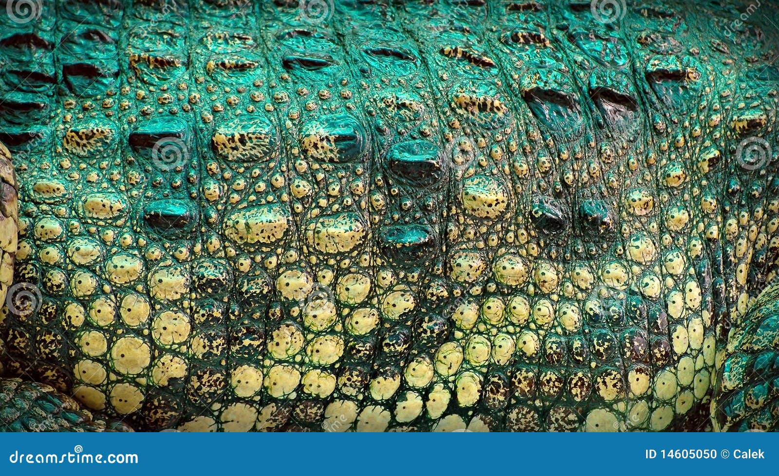 Crocodile skin stock photo. Image of leather, decor, black - 14605050