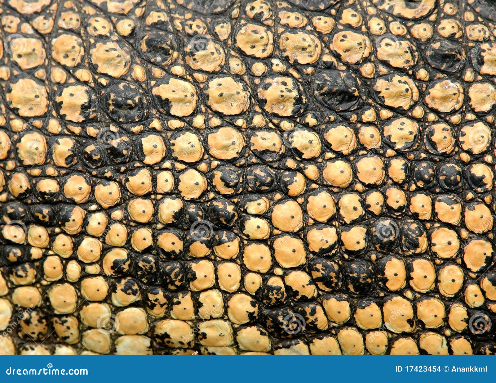Crocodile skin stock photo. Image of predator, leather - 17423454