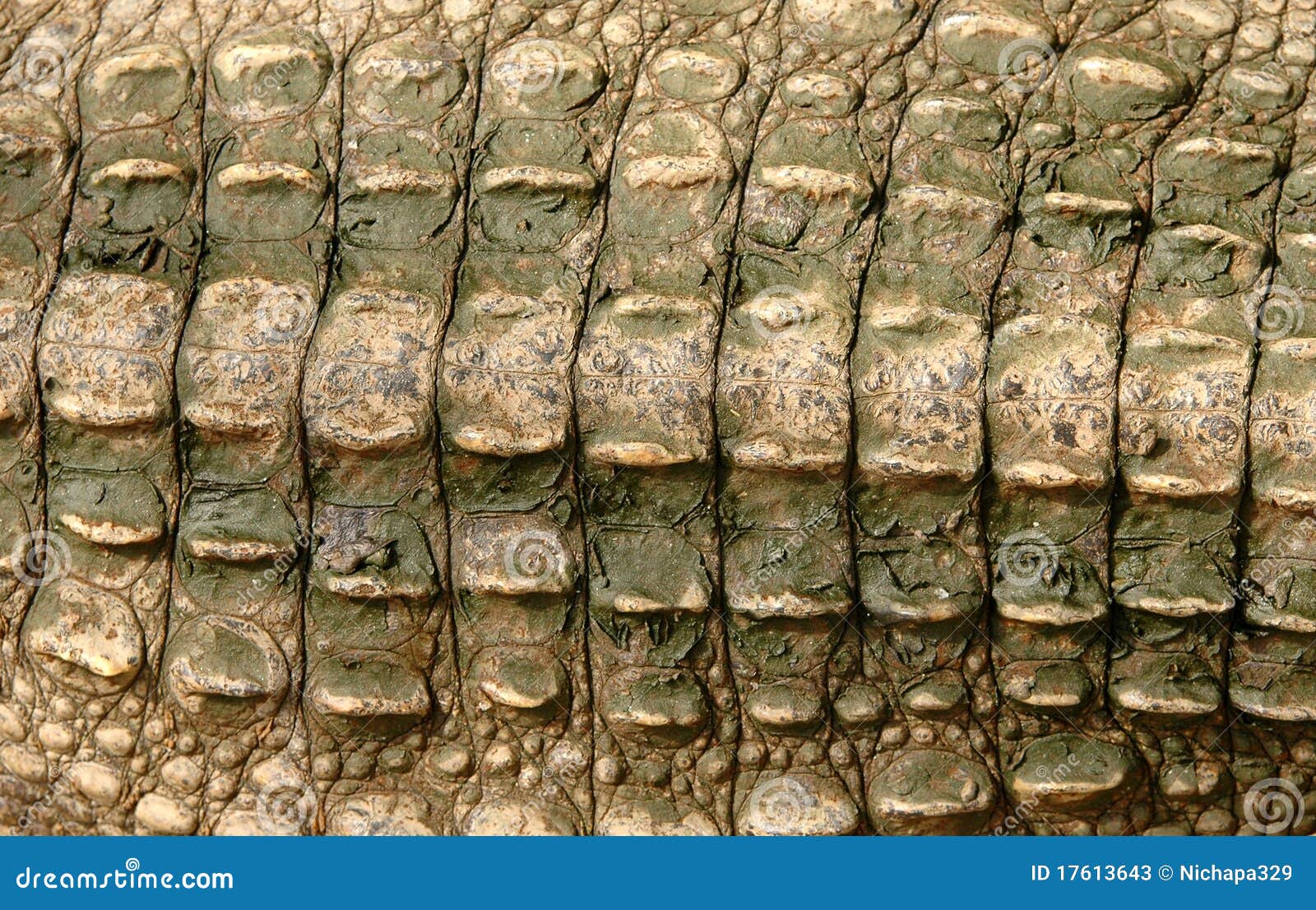 Crocodile skin stock image. Image of color, predator - 17613643