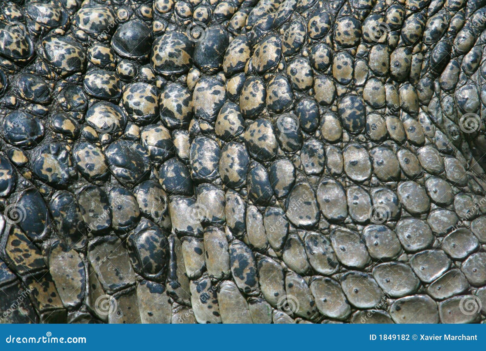 Crocodile skin stock photo. Image of rock, mean, leather - 1849182