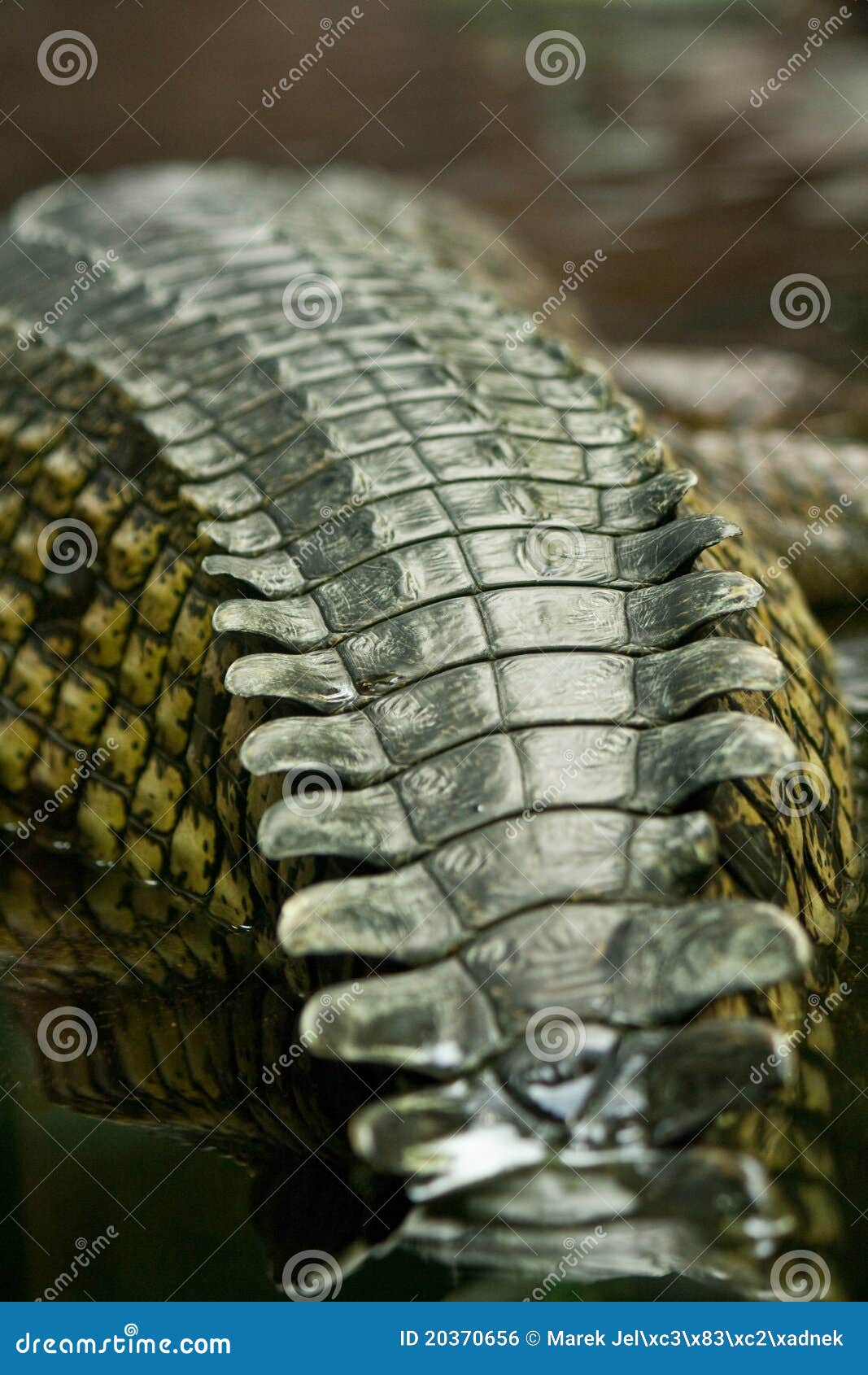 Crocodile skin stock photo. Image of indian, crocodile - 20370656