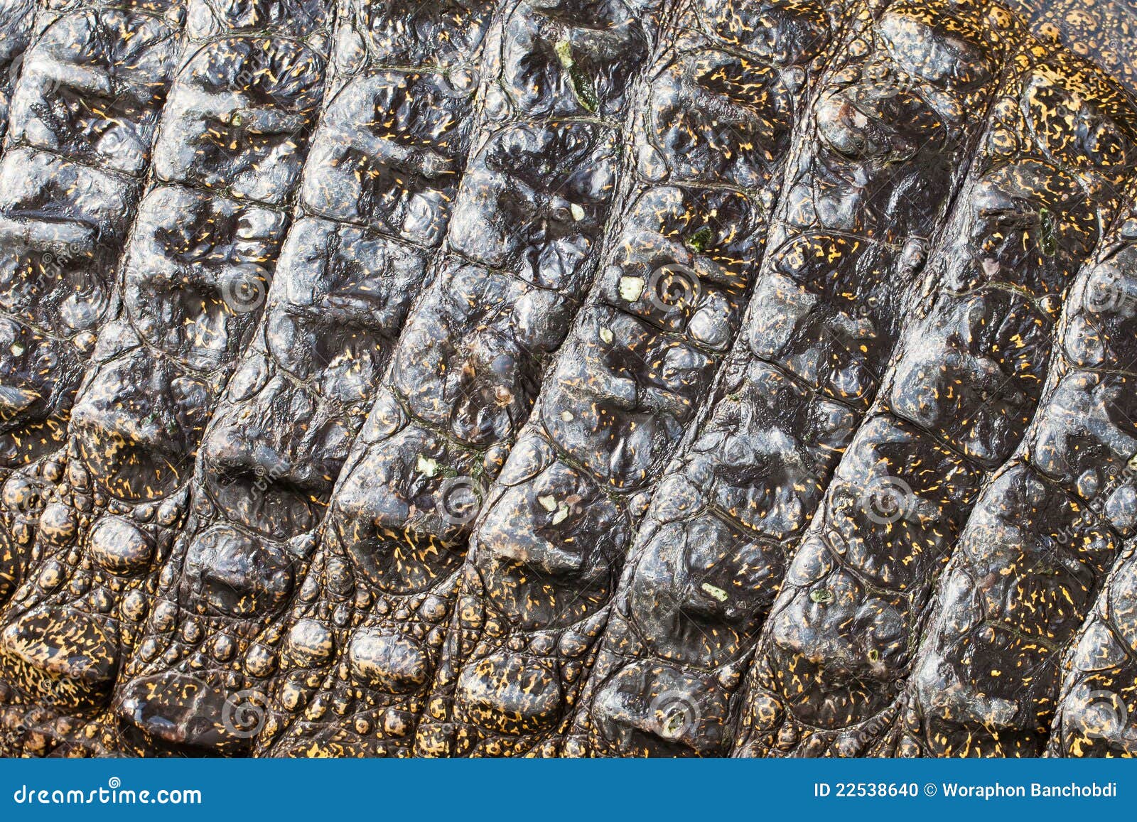 Crocodile skin stock photo. Image of wildlife, crocodile - 22538640