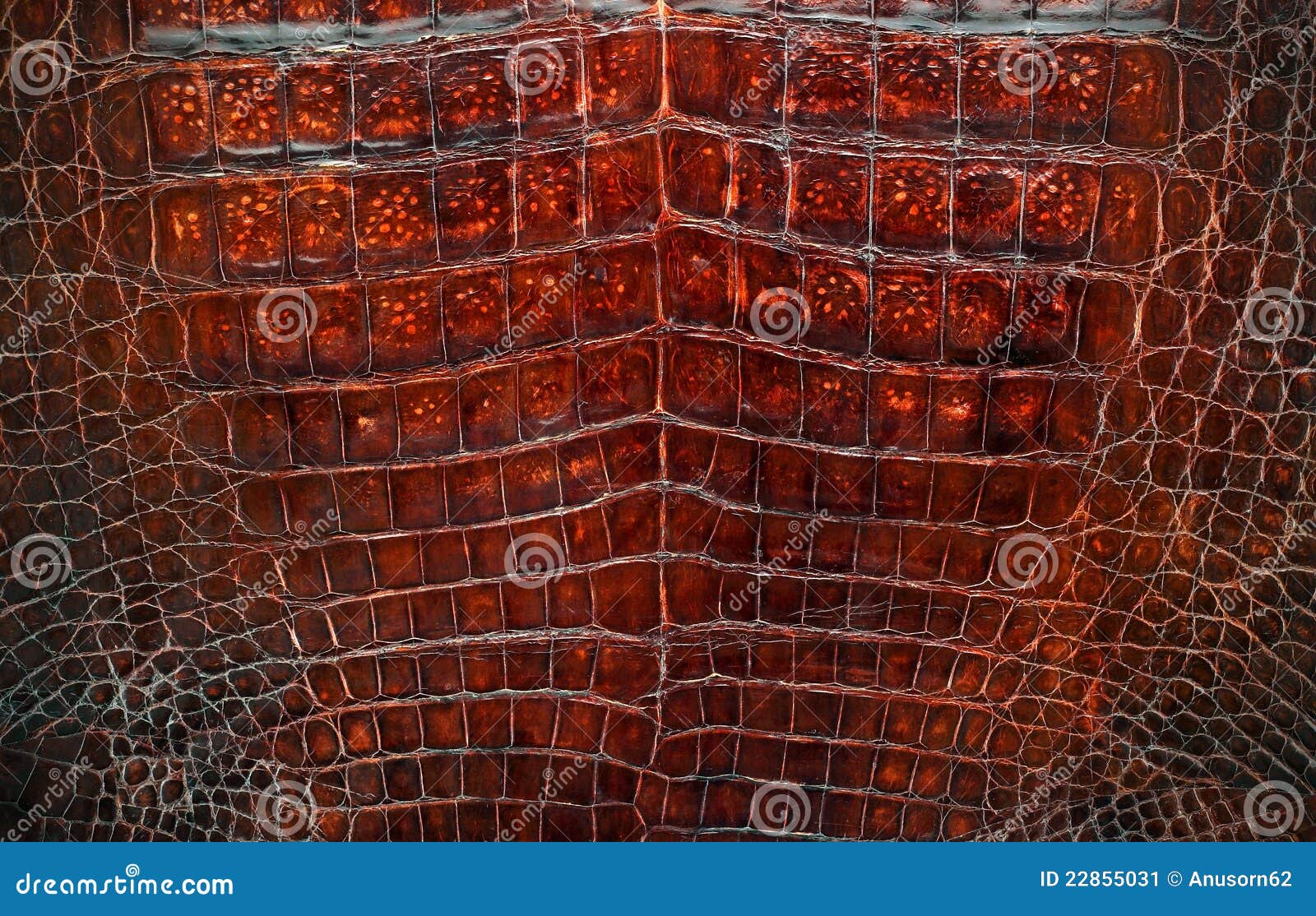 Crocodile skin stock image. Image of light, skin, material - 22855031