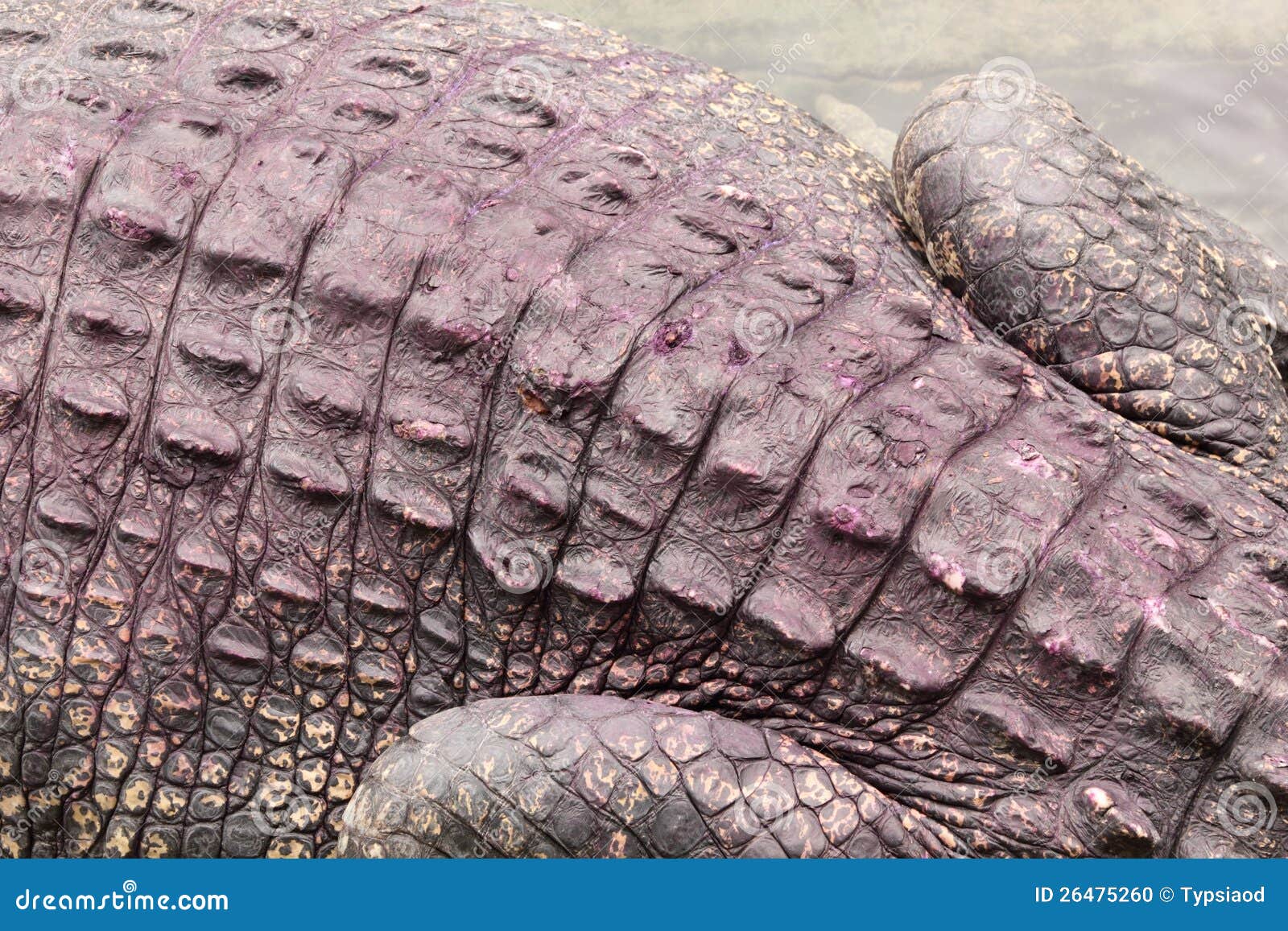 Crocodile skin stock photo. Image of danger, water, asia - 26475260