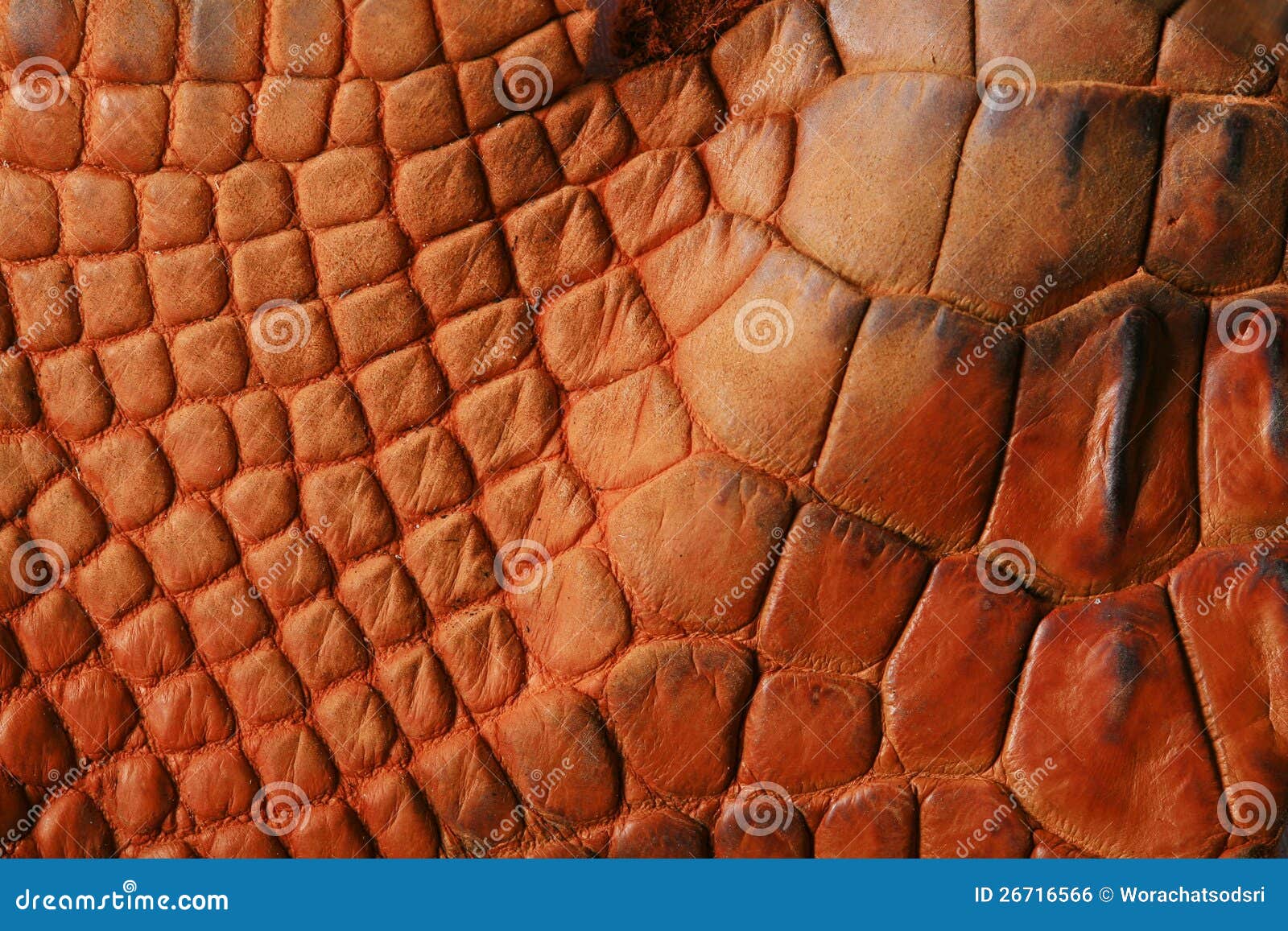Crocodile skin stock photo. Image of brown, luxury, crocodile - 26716566