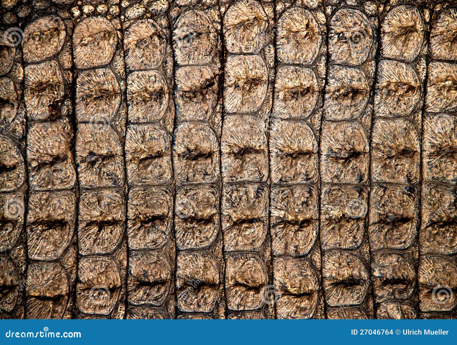 Crocodile skin stock photo. Image of textured, design - 27046764