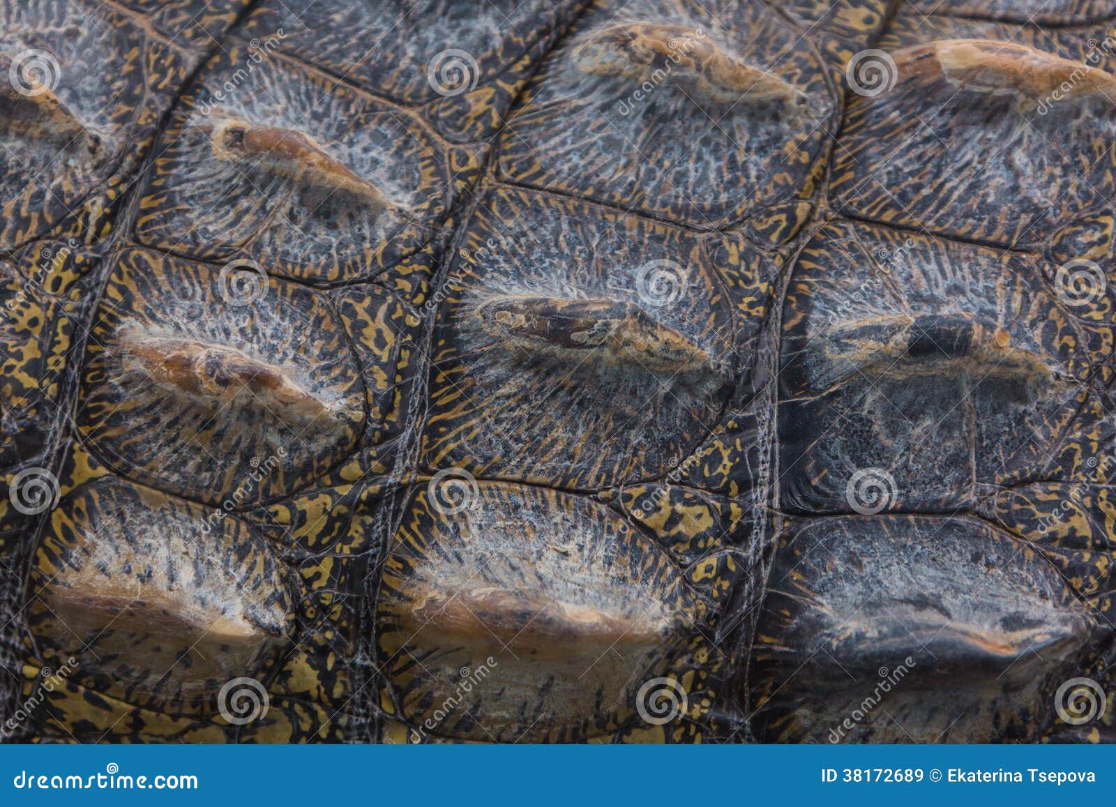 Crocodile skin stock image. Image of back, scale, texture - 38172689