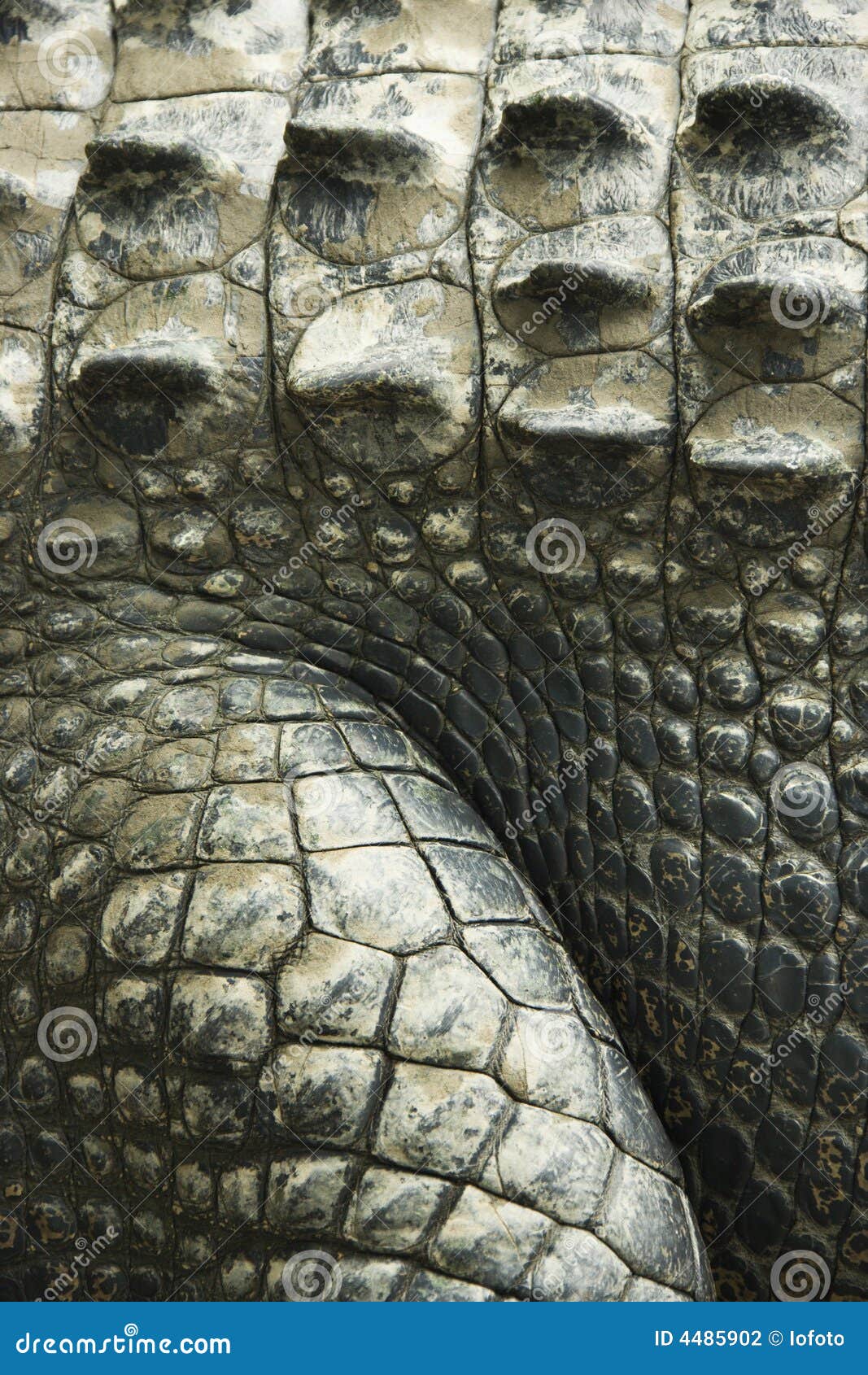 Crocodile Skin. Stock Photography - Image: 4485902