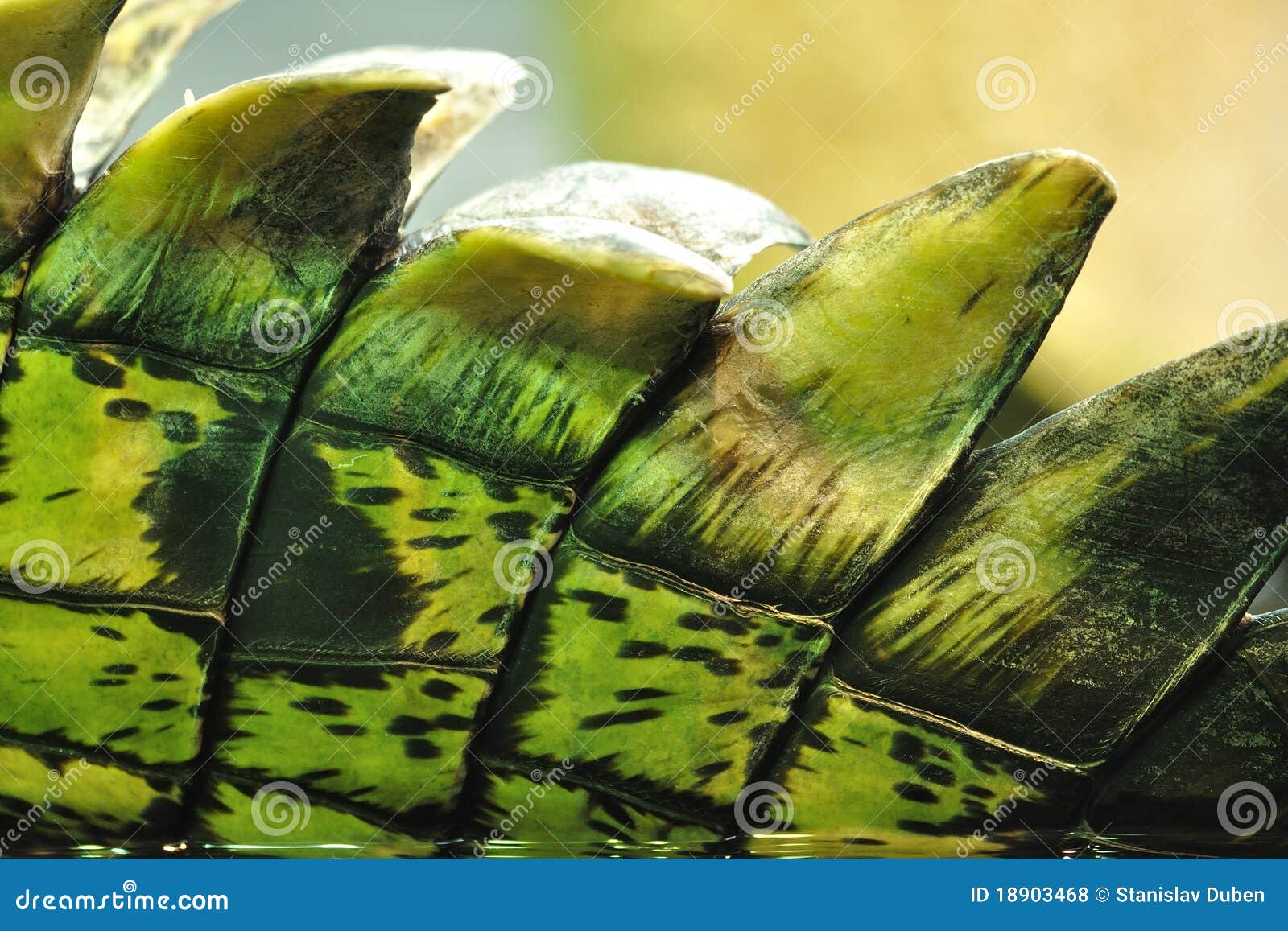 Crocodile skin with barbs stock photo. Image of alligator - 18903468