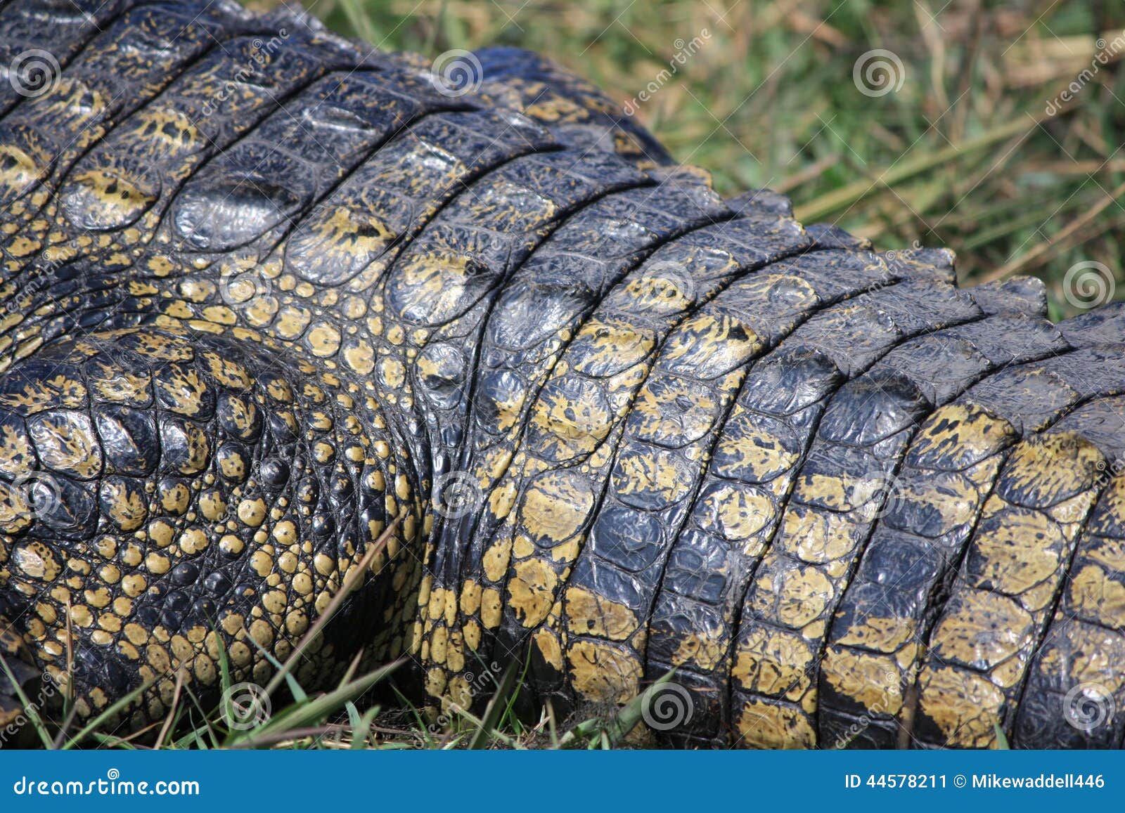 Crocodile skin stock image. Image of reptile, crocodile - 44578211