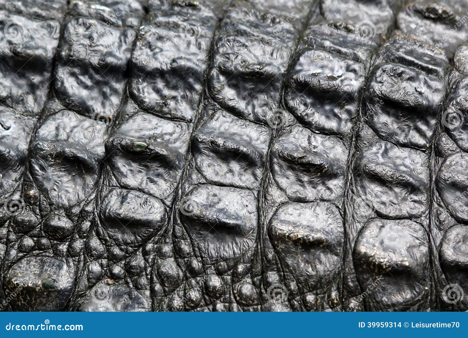 Crocodile skin stock photo. Image of animals, crocodile - 39959314