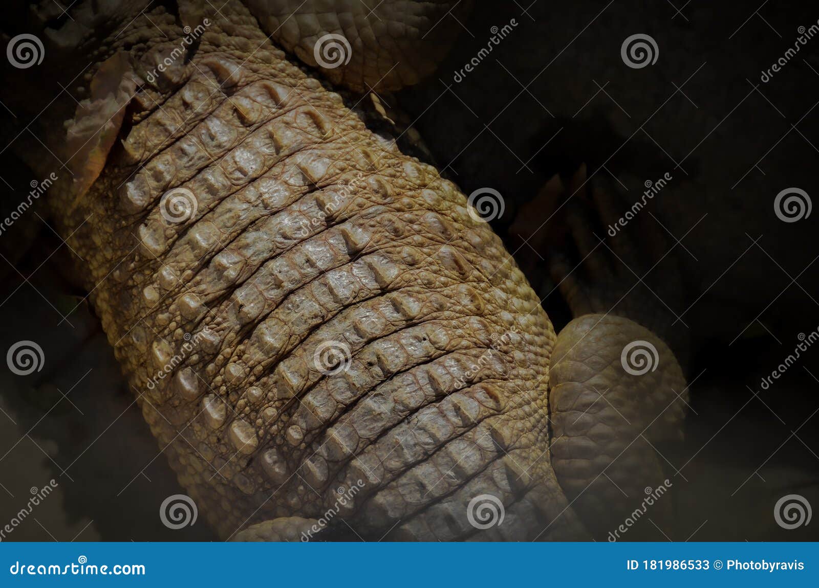 Crocodile skin pattern stock image. Image of back, africa - 181986533