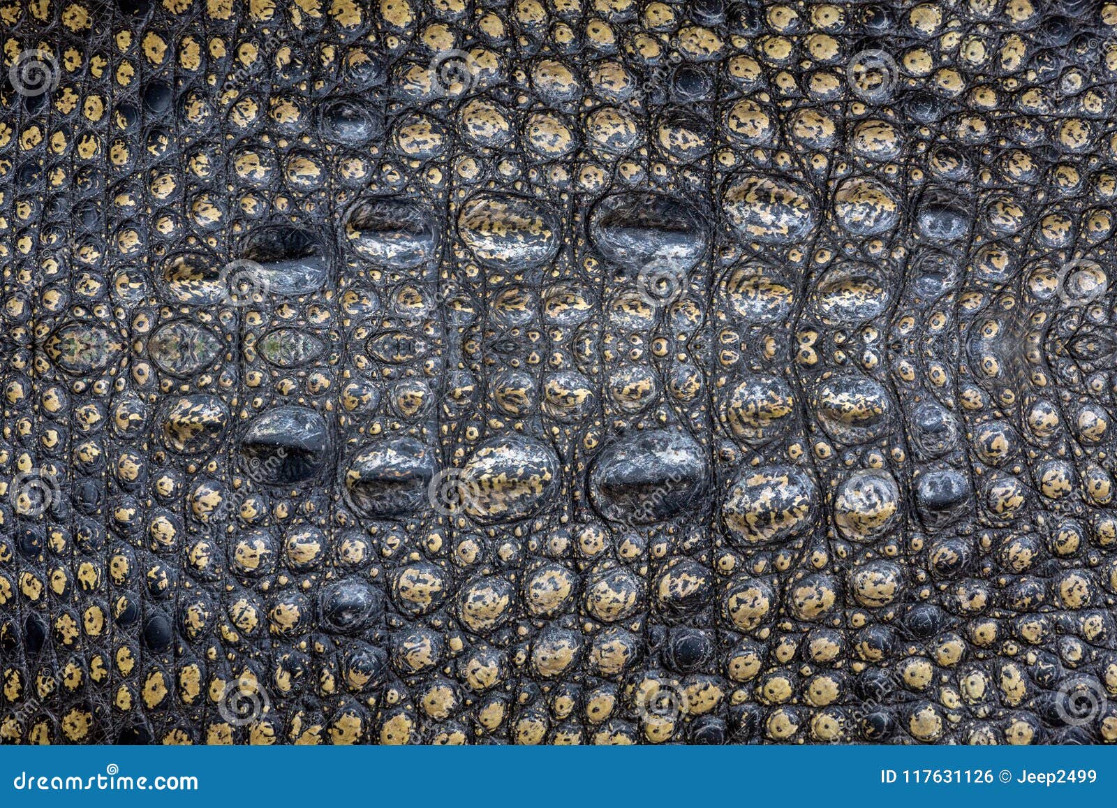 Crocodile Skin Surface Pattern. Stock Photo - Image of skin, nature ...