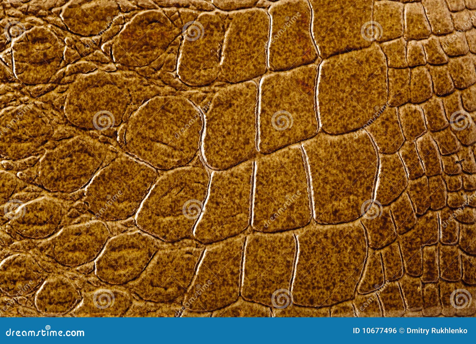 Crocodile skin texture stock photo. Image of texture - 10677496