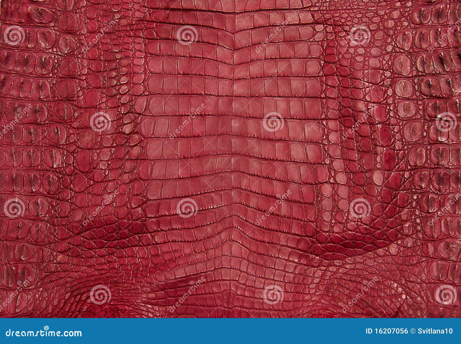 Crocodile skin texture stock photo. Image of softness - 16207056