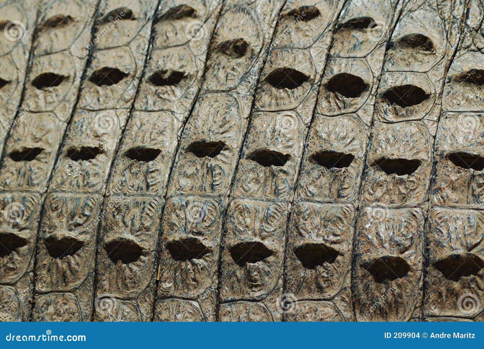 Crocodile skin texture stock photo. Image of carnivore - 209904