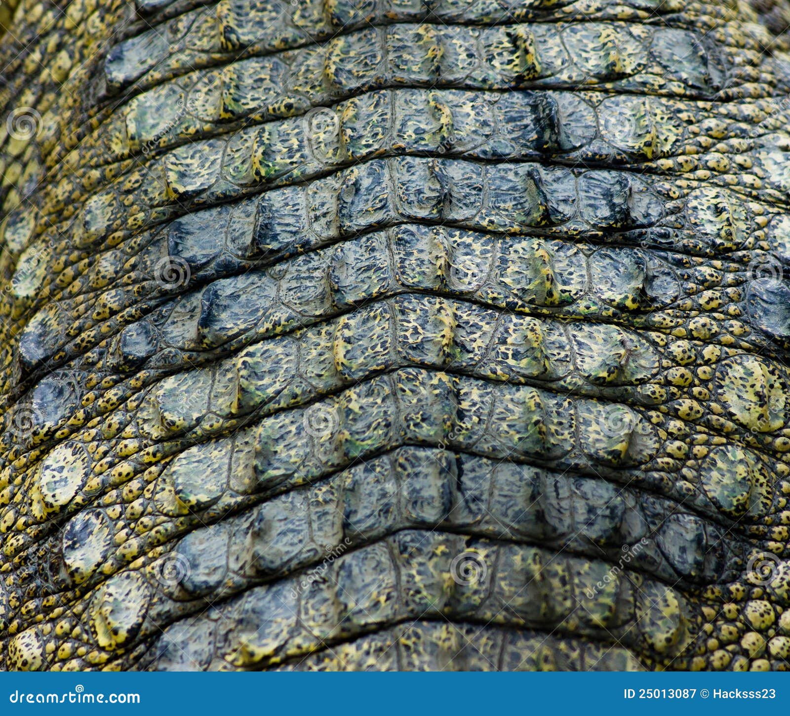 Crocodile skin texture stock image. Image of beast, hunt - 25013087