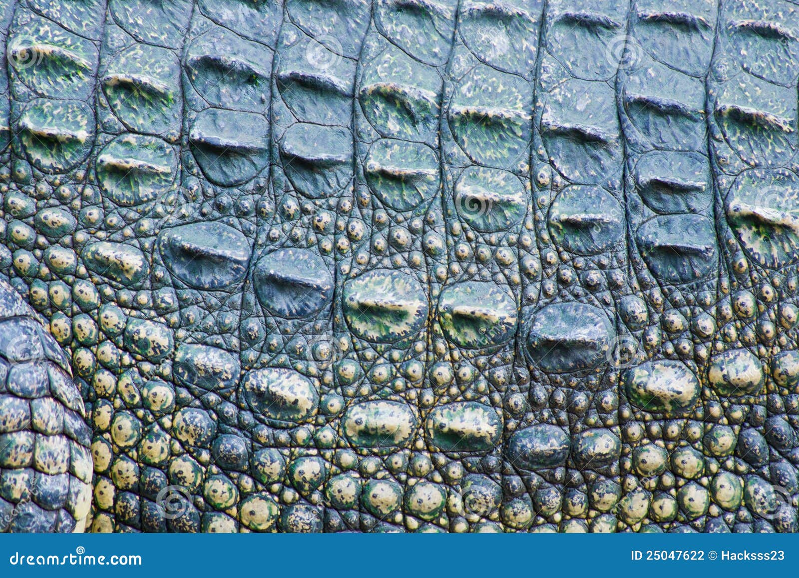 Crocodile skin texture stock photo. Image of hide, evil - 25047622