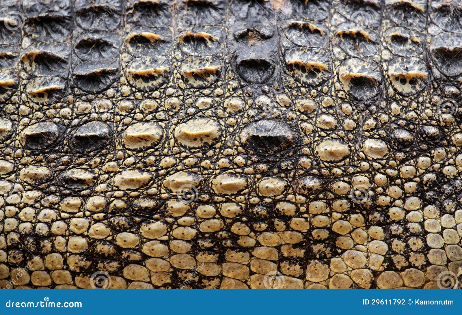 Crocodile skin texture stock photo. Image of skin, abstract - 29611792