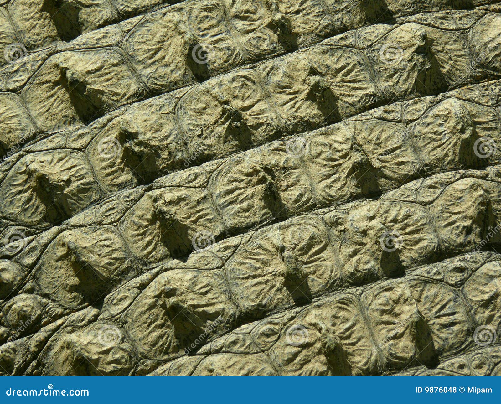 Crocodile skin - texture stock photo. Image of animal - 9876048
