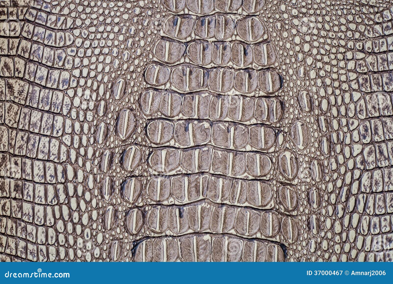 Crocodile skin stock image. Image of nature, endangered - 37000467