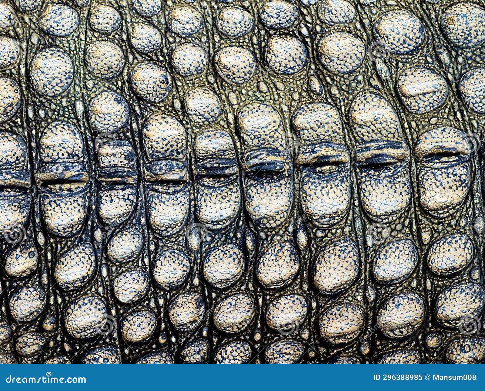 Crocodile Skin Texture Background Stock Image - Image of fauna, leather ...