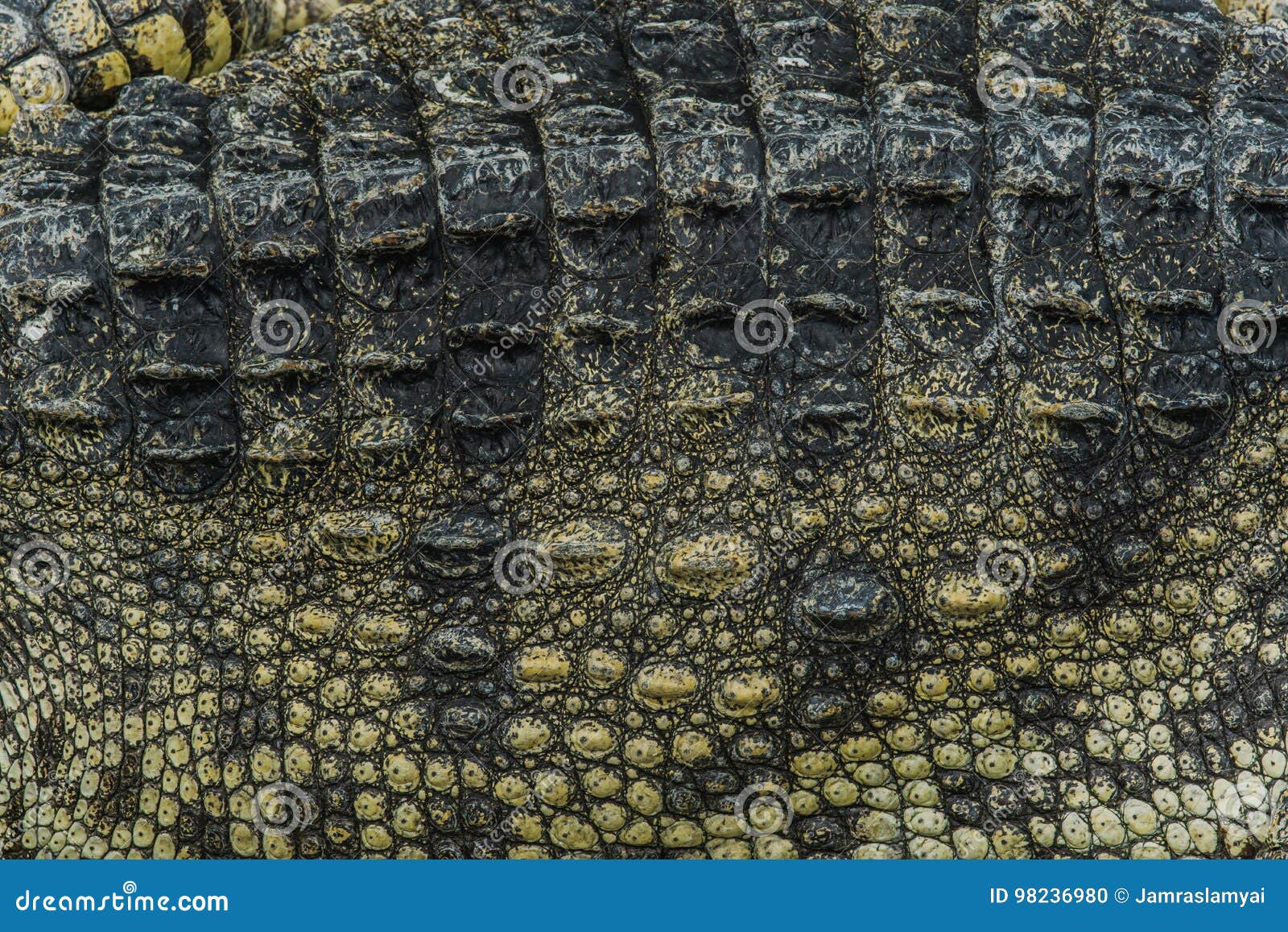 Crocodile Skin Texture Background. Stock Photo - Image of crocodile ...