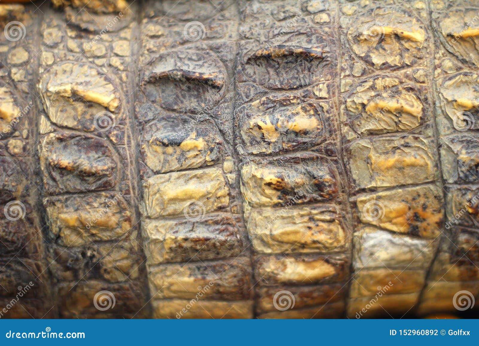 Crocodile Skin Texture Background Stock Photo - Image of color ...