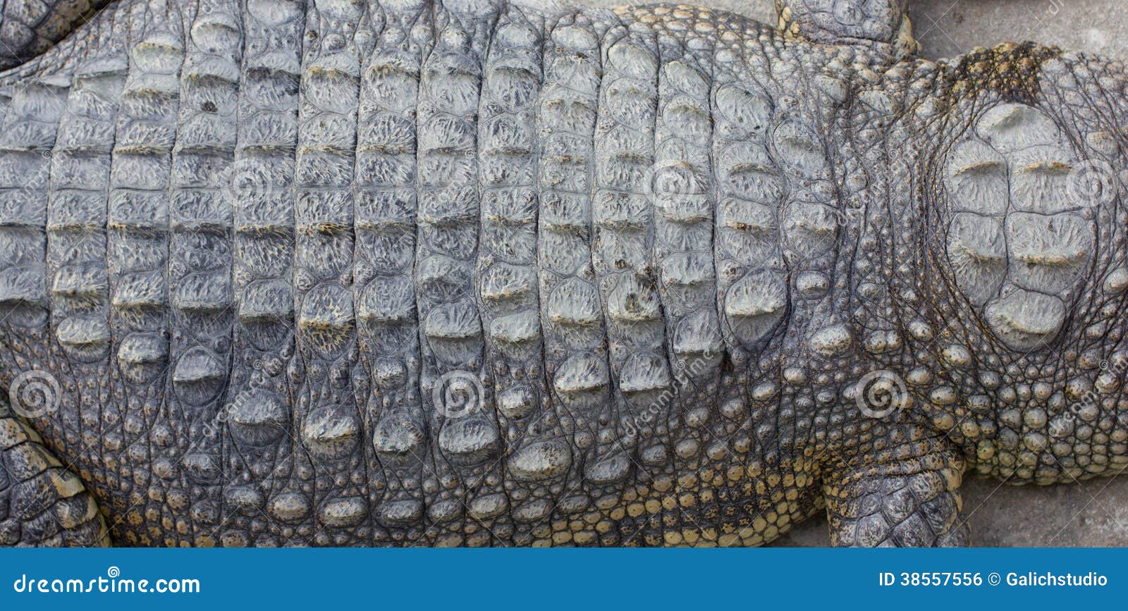 Crocodile skin texture stock photo. Image of oudtshoorn - 38557556